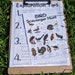 Bird Scavenger Hunt Printable Nature Activity Sheets for - Etsy