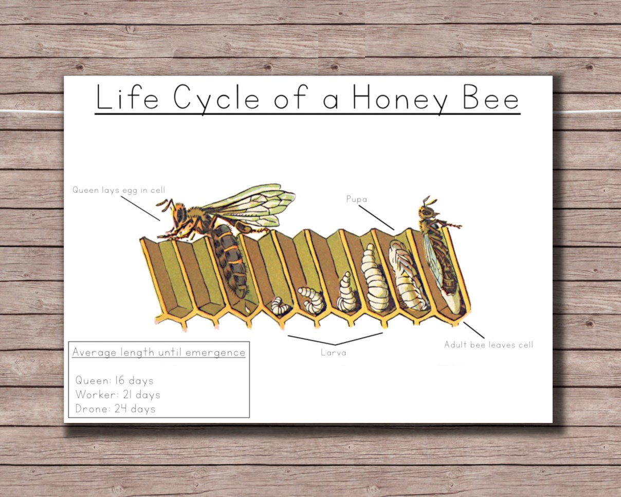 Honey Bee Spring Educational Printable Bundle, Nature School Activities ...