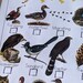 Bird Scavenger Hunt Printable Nature Activity Sheets for - Etsy