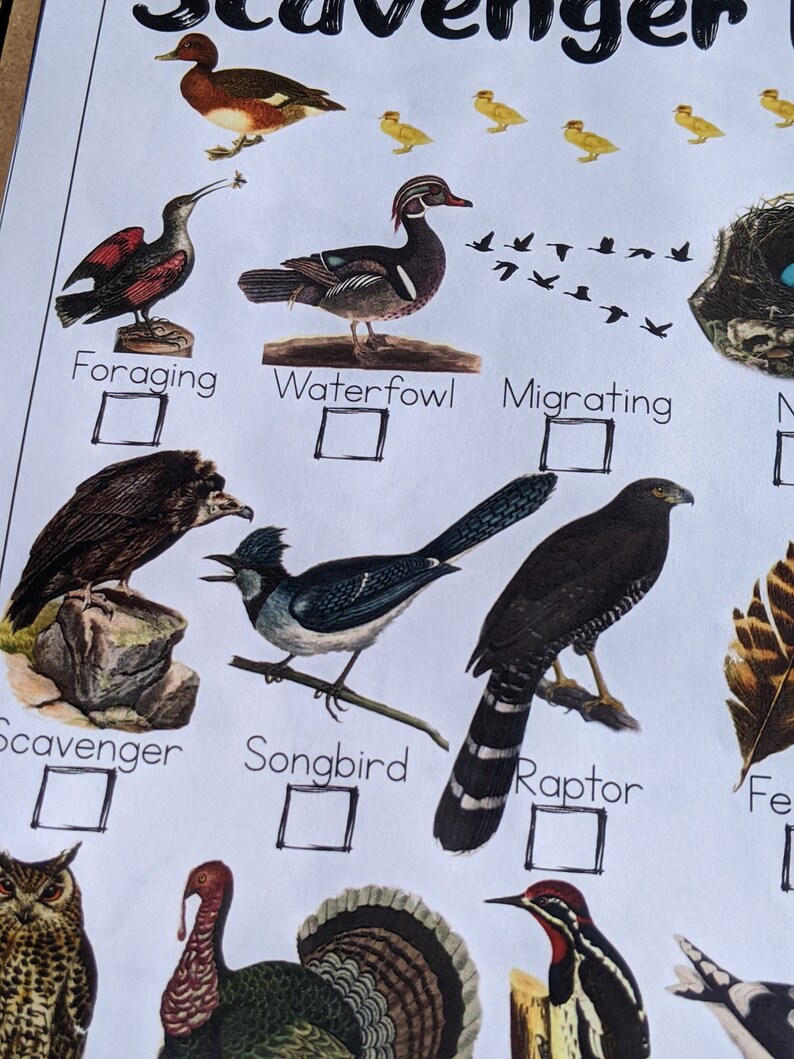 Bird Scavenger Hunt Printable, Nature Activity Sheets for Camping ...