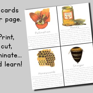 Honey Bee Spring Educational Printable Bundle, Nature School Activities ...