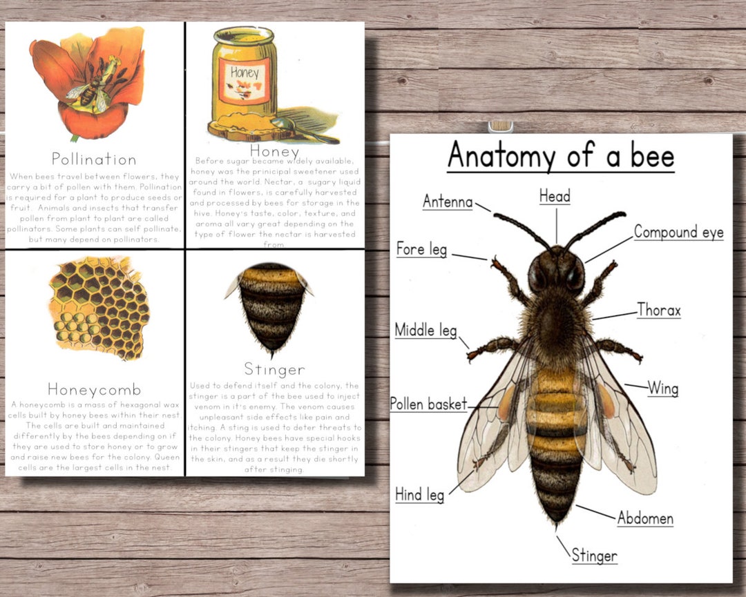 Honey Bee Spring Educational Printable Bundle, Nature School Activities ...