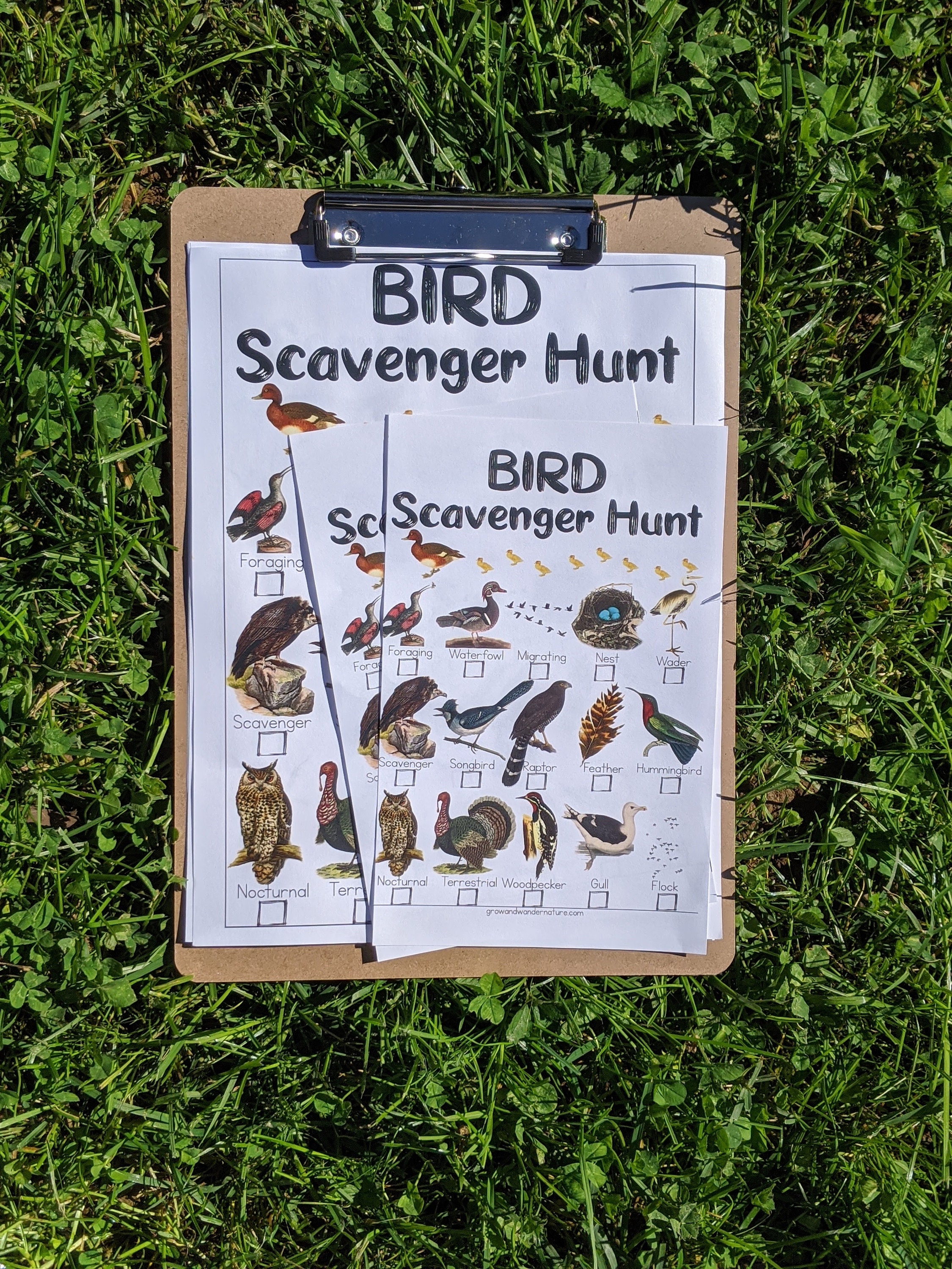 Bird Scavenger Hunt Printable, Nature Activity Sheets for Camping ...