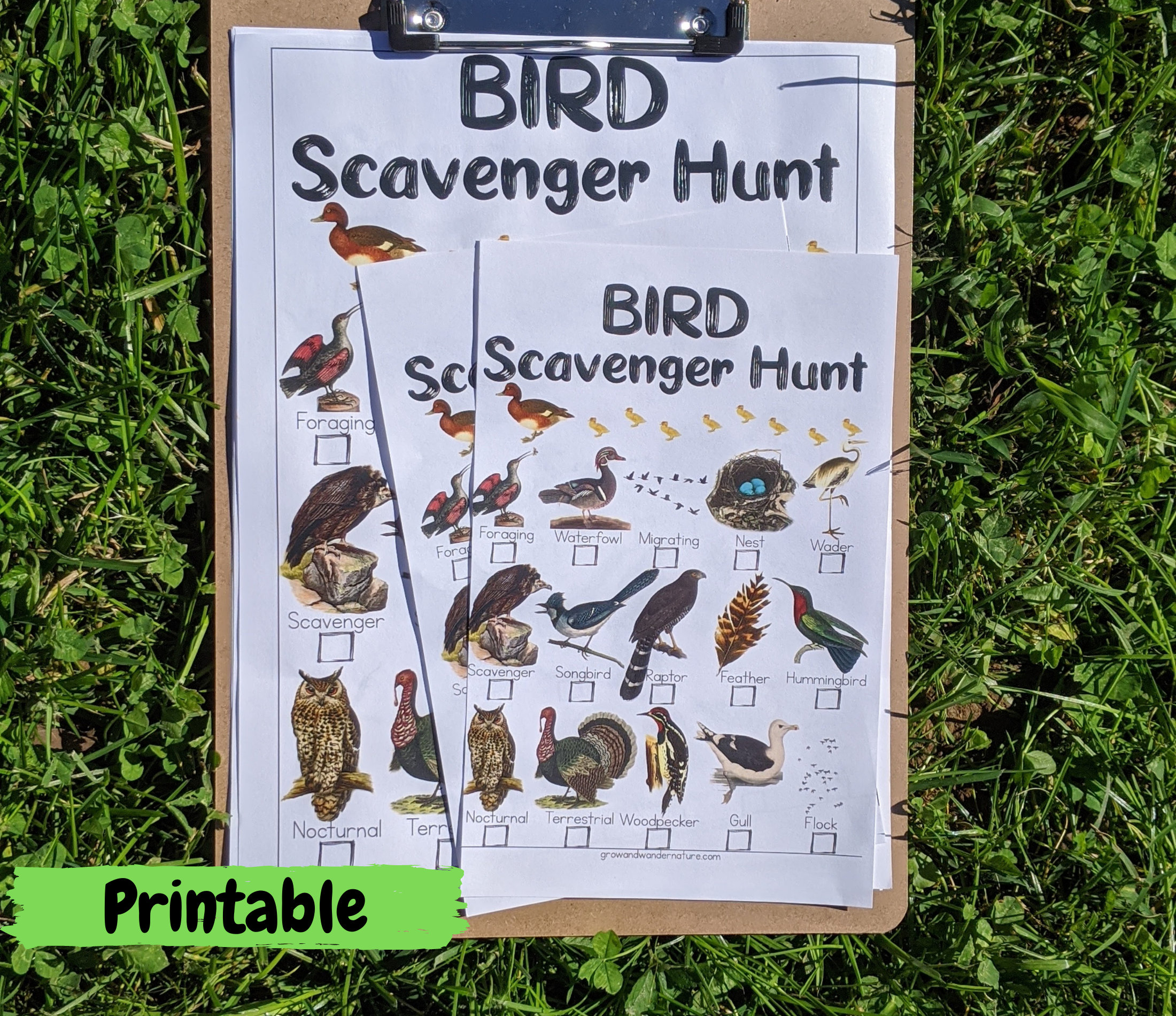 Bird Scavenger Hunt Printable, Nature Activity Sheets for Camping ...