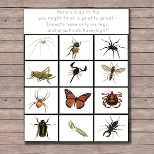 Insect Spring Educational Activities Printable Bundle, Writing ...