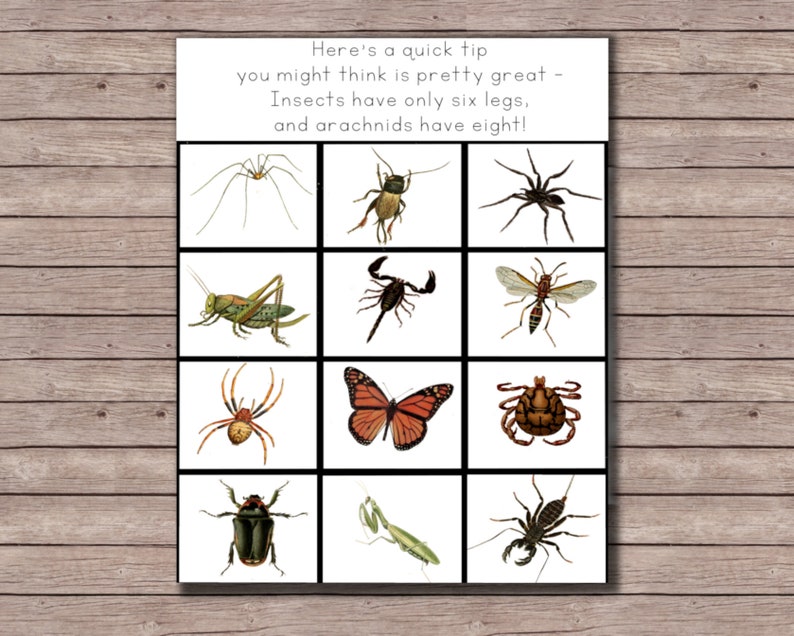 Insect Spring Educational Activities Printable Bundle, Writing ...