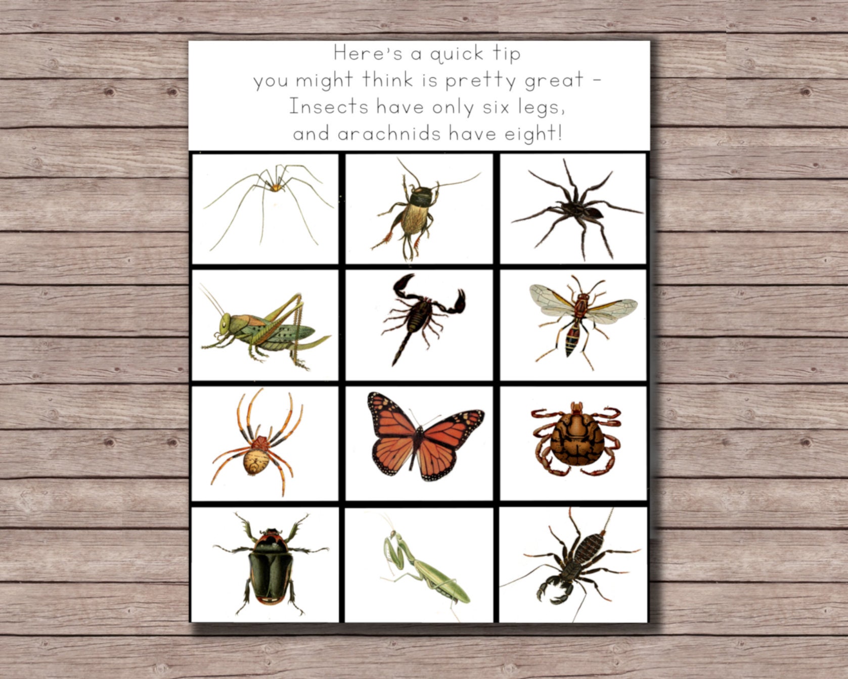 Insect Spring Educational Activities Printable Bundle, Writing ...