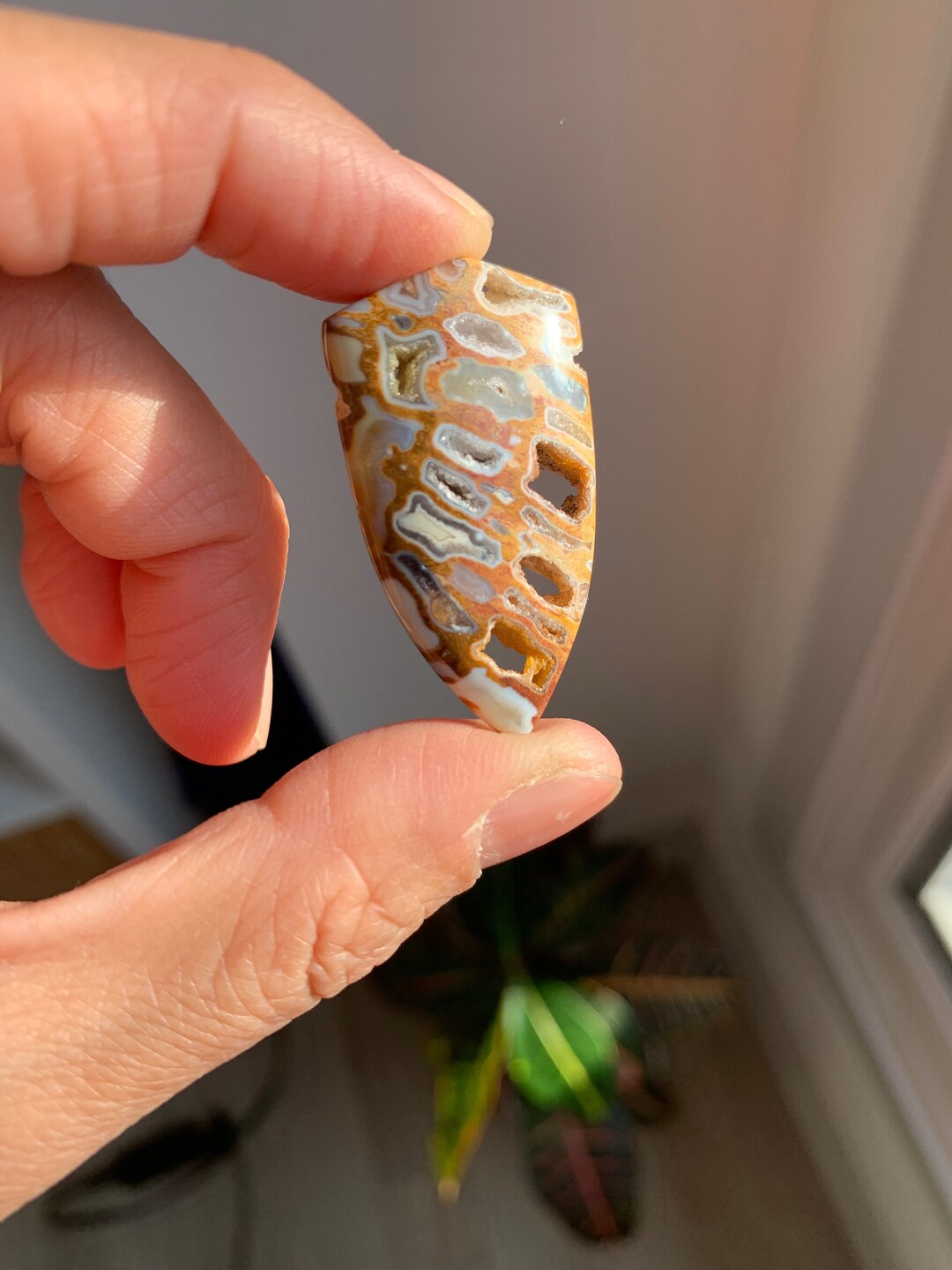 Agatized Petrified Palm Root1, Sheild Agate With Crystallized Geode ...