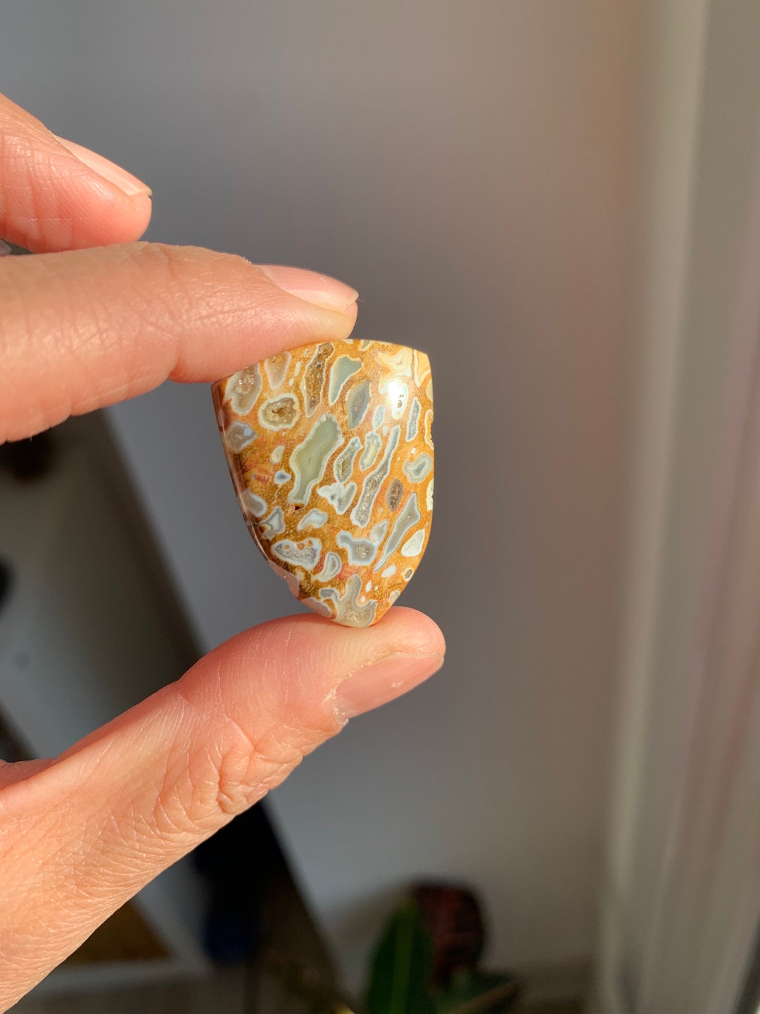 Agatized Petrified Palm Root#6, Sheild Agate With Crystallized Geode ...