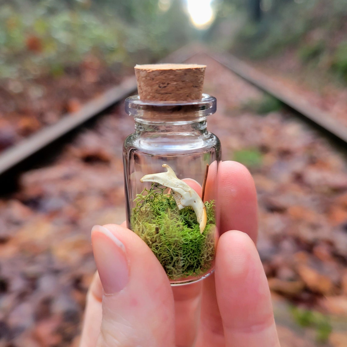 Bone Jar Curiosity Jar Sustainable Bone Jar Ethically Sourced Bone Jar ...