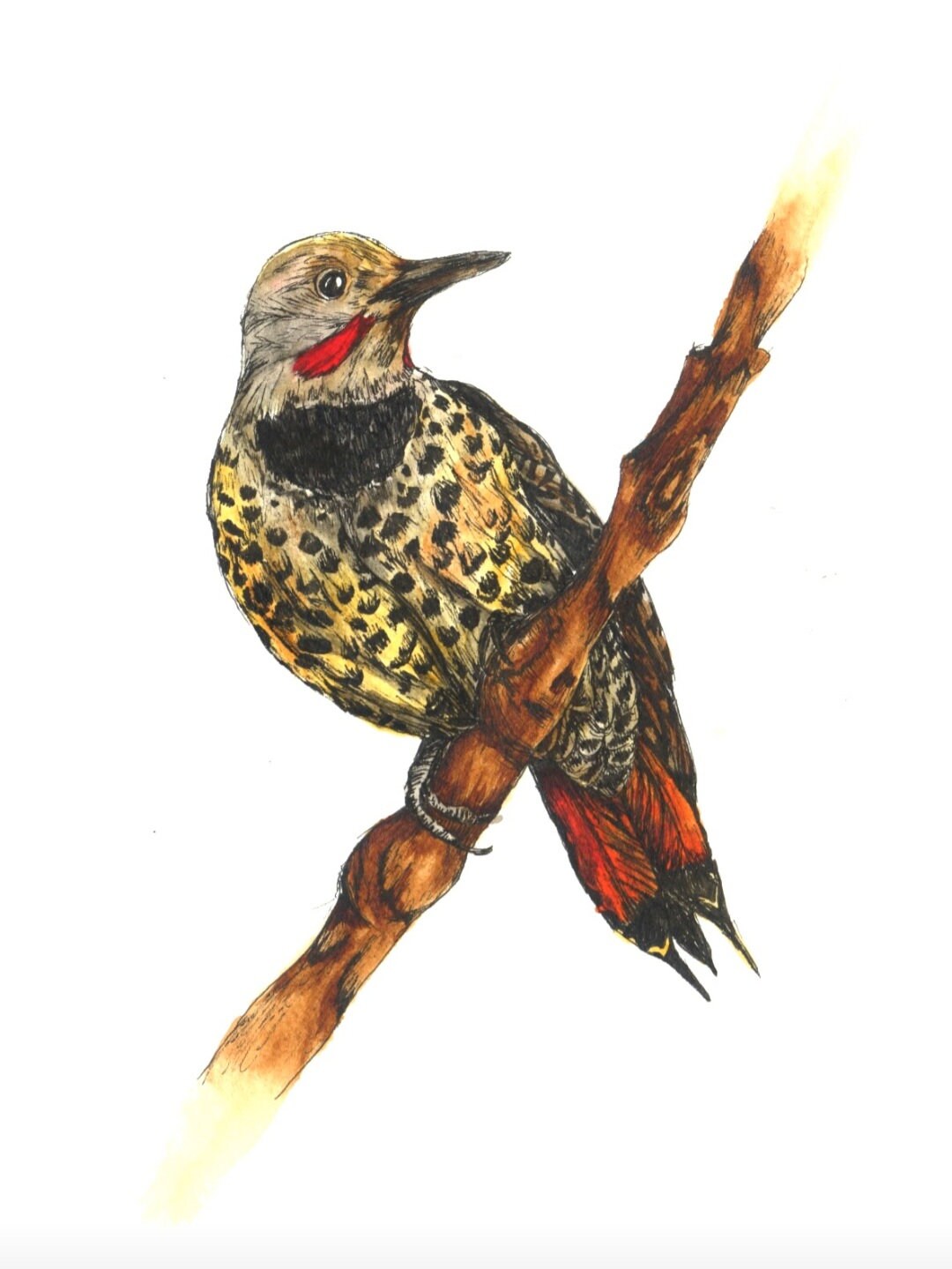 Seattle Field Guide | Watercolor Field Guide | Handmade Field Guide ...