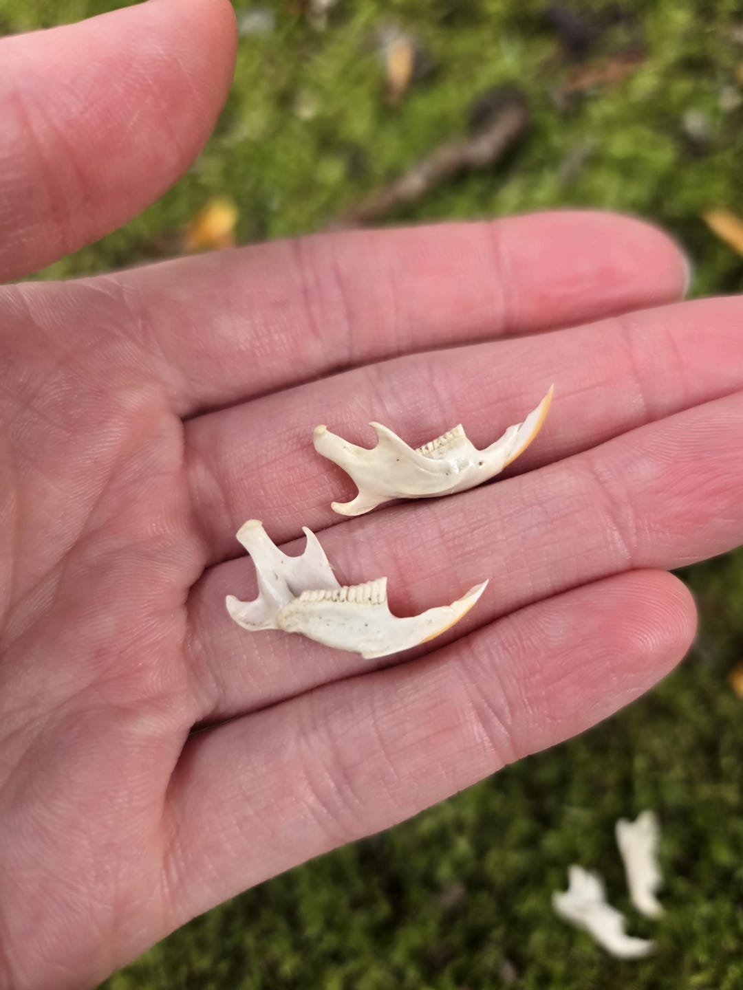 Ethically Sourced Rodent Mandibles Jaws From Owl Pellets - Etsy