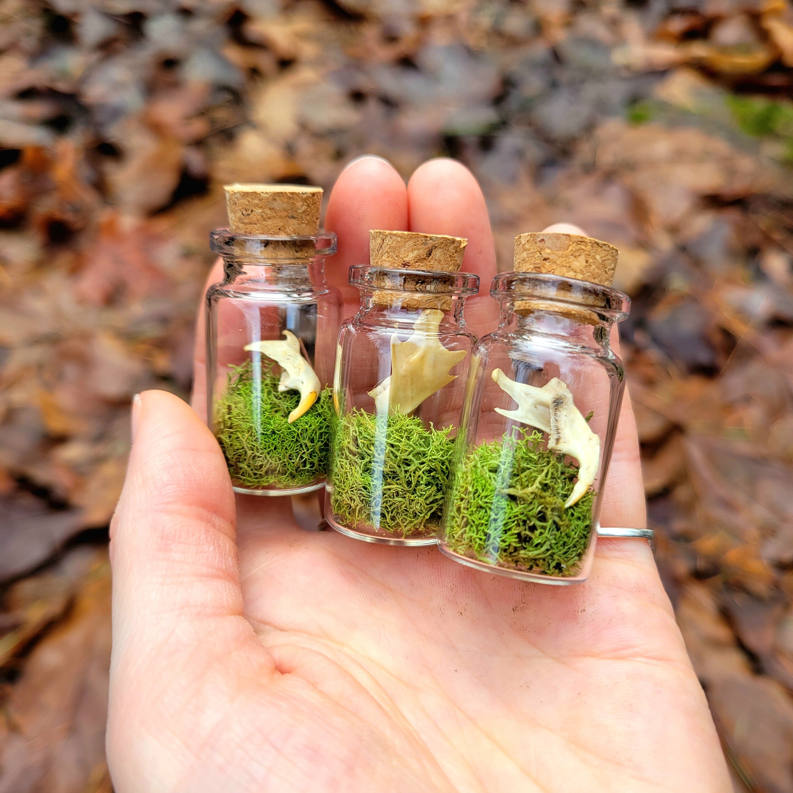 Bone Jar Curiosity Jar Sustainable Bone Jar Ethically Sourced Bone Jar ...