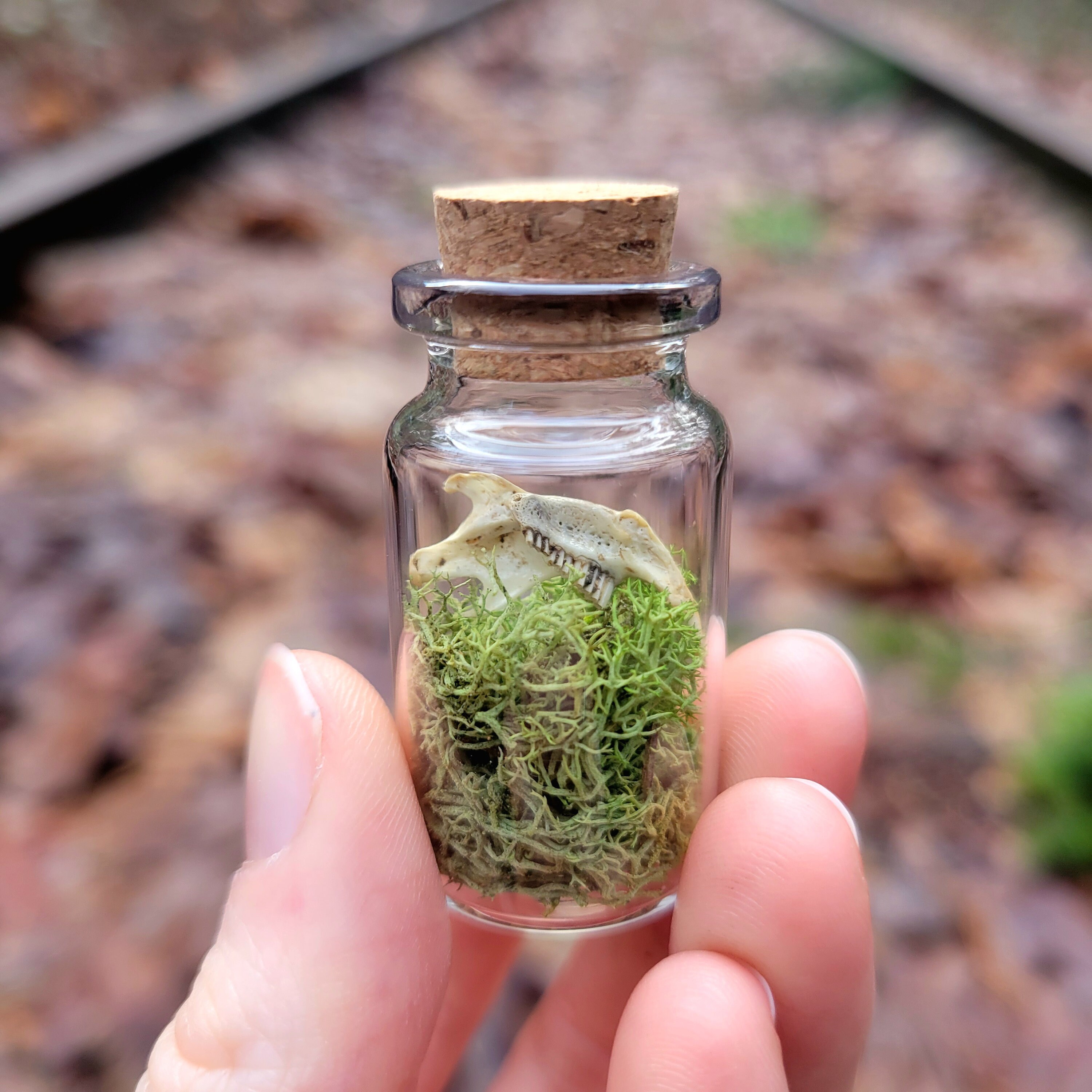 Bone Jar Curiosity Jar Sustainable Bone Jar Ethically Sourced Bone Jar ...