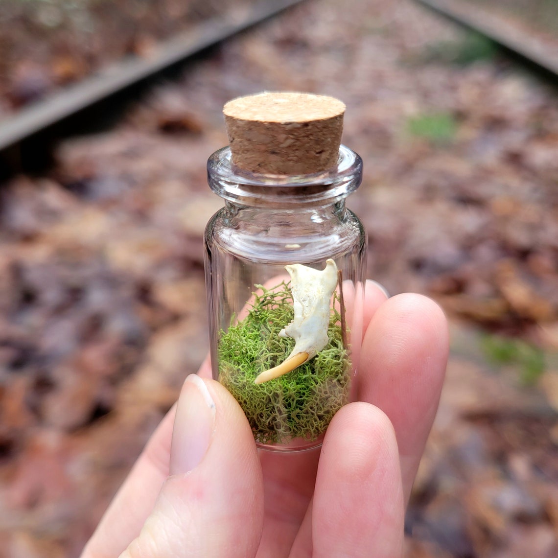 Bone Jar Curiosity Jar Sustainable Bone Jar Ethically Sourced Bone Jar ...