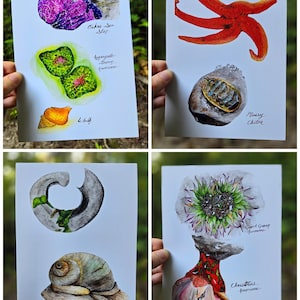 PNW Tidepool Creatures- 5x7 Watercolor Wall Art - Etsy