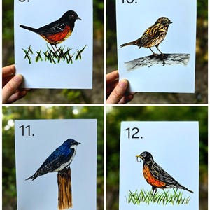 Common Seattle Birds 5x7 Watercolor Prints - Etsy