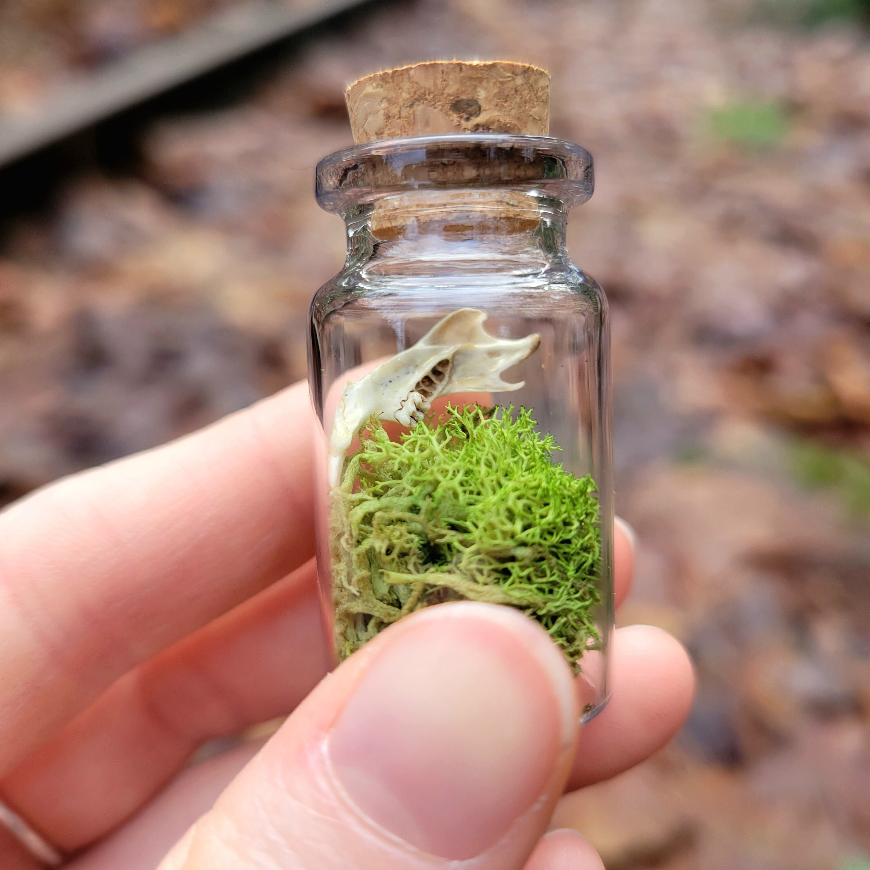 Bone Jar Curiosity Jar Sustainable Bone Jar Ethically Sourced Bone Jar ...