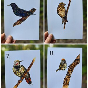 Common Seattle Birds 5x7 Watercolor Prints - Etsy