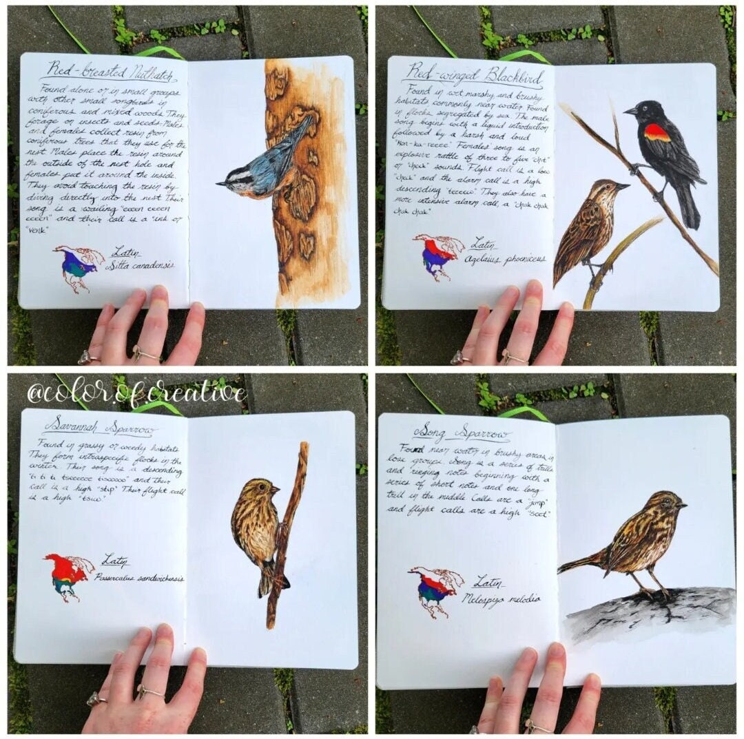 Seattle Field Guide | Watercolor Field Guide | Handmade Field Guide ...