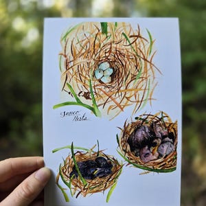 Common Seattle Birds 5x7 Watercolor Prints - Etsy