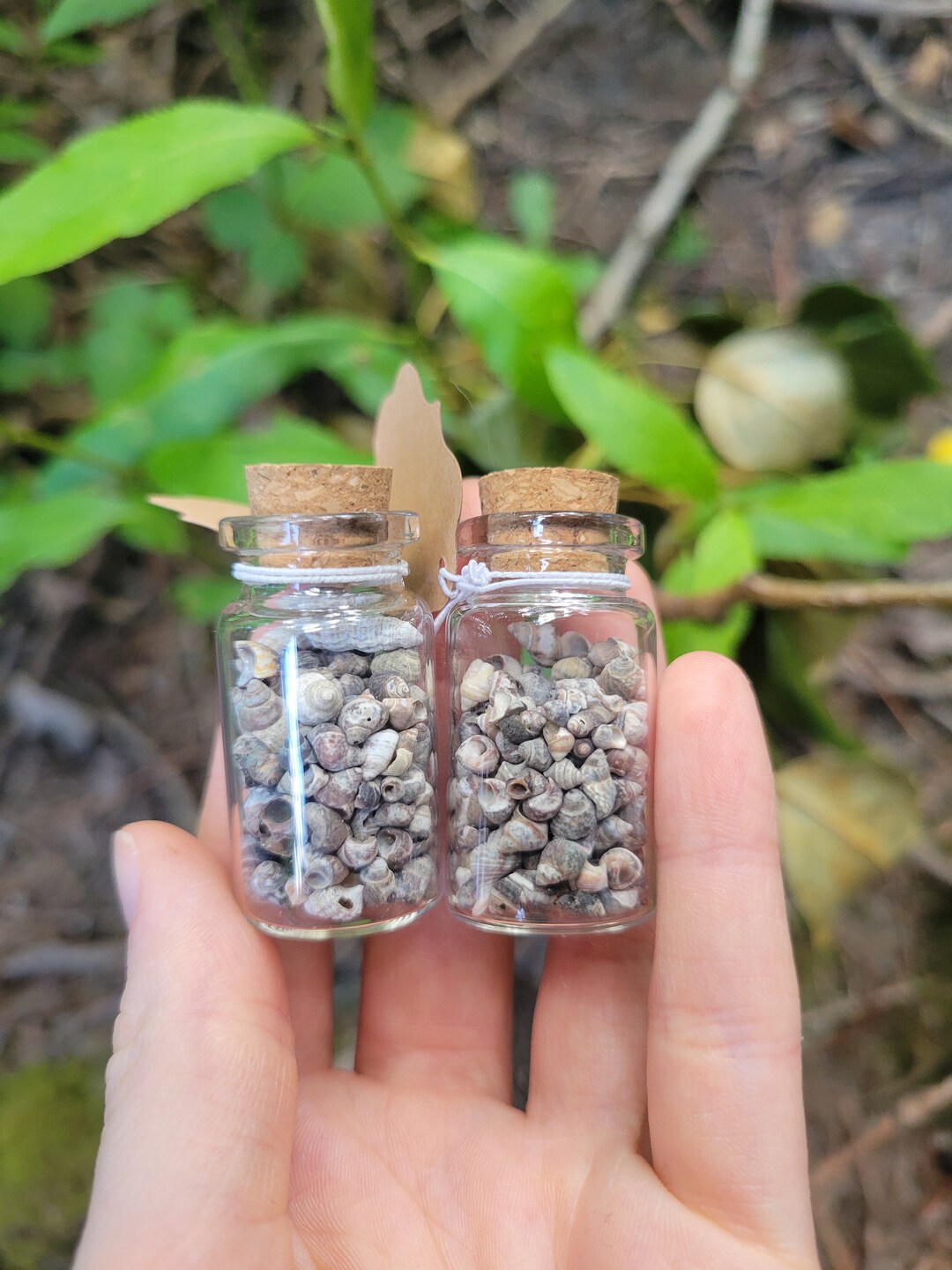 Tiny Seashell Curiosity Jar From the Pacific Northwest - Etsy
