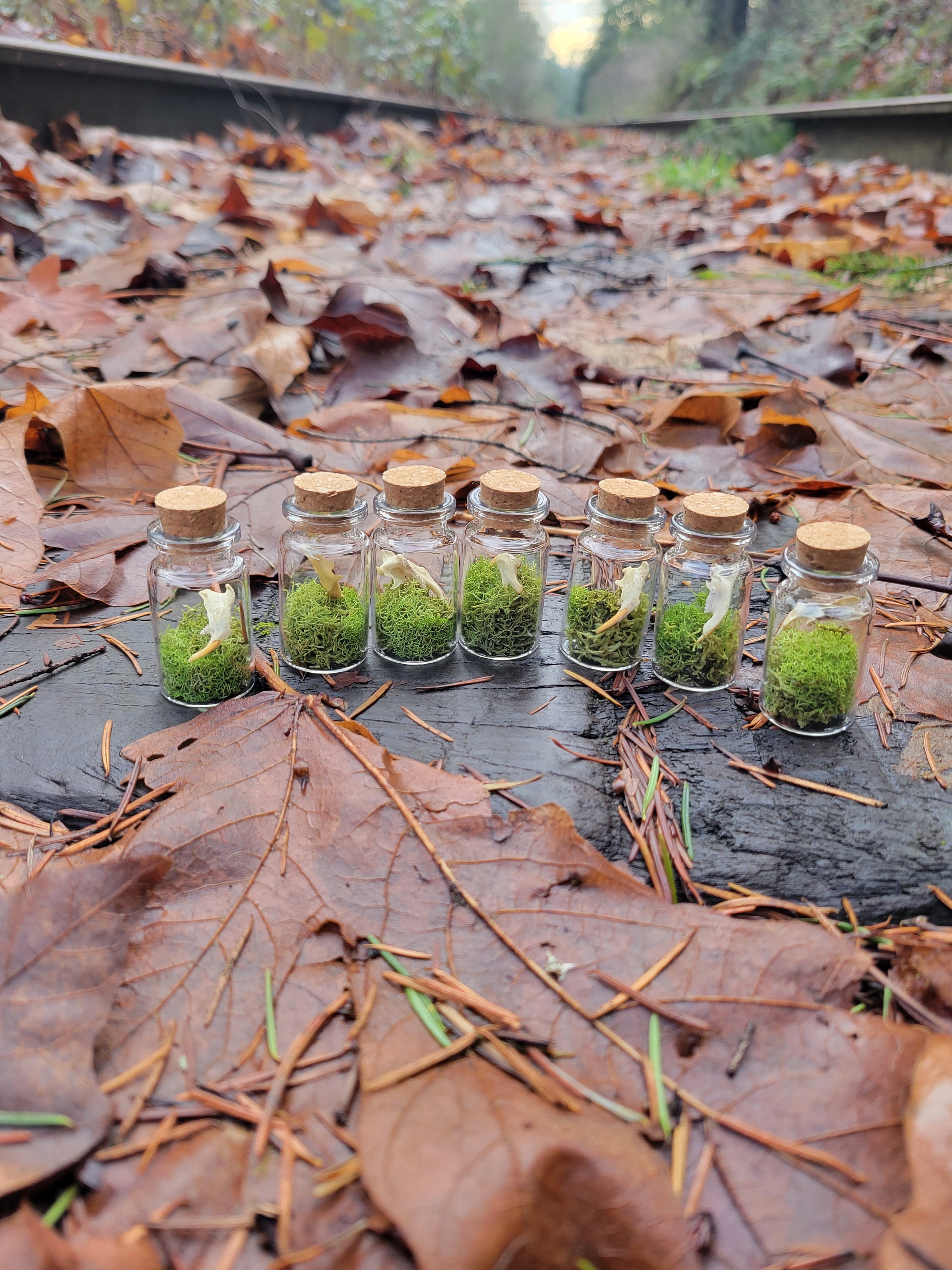 Bone Jar Curiosity Jar Sustainable Bone Jar Ethically Sourced Bone Jar ...