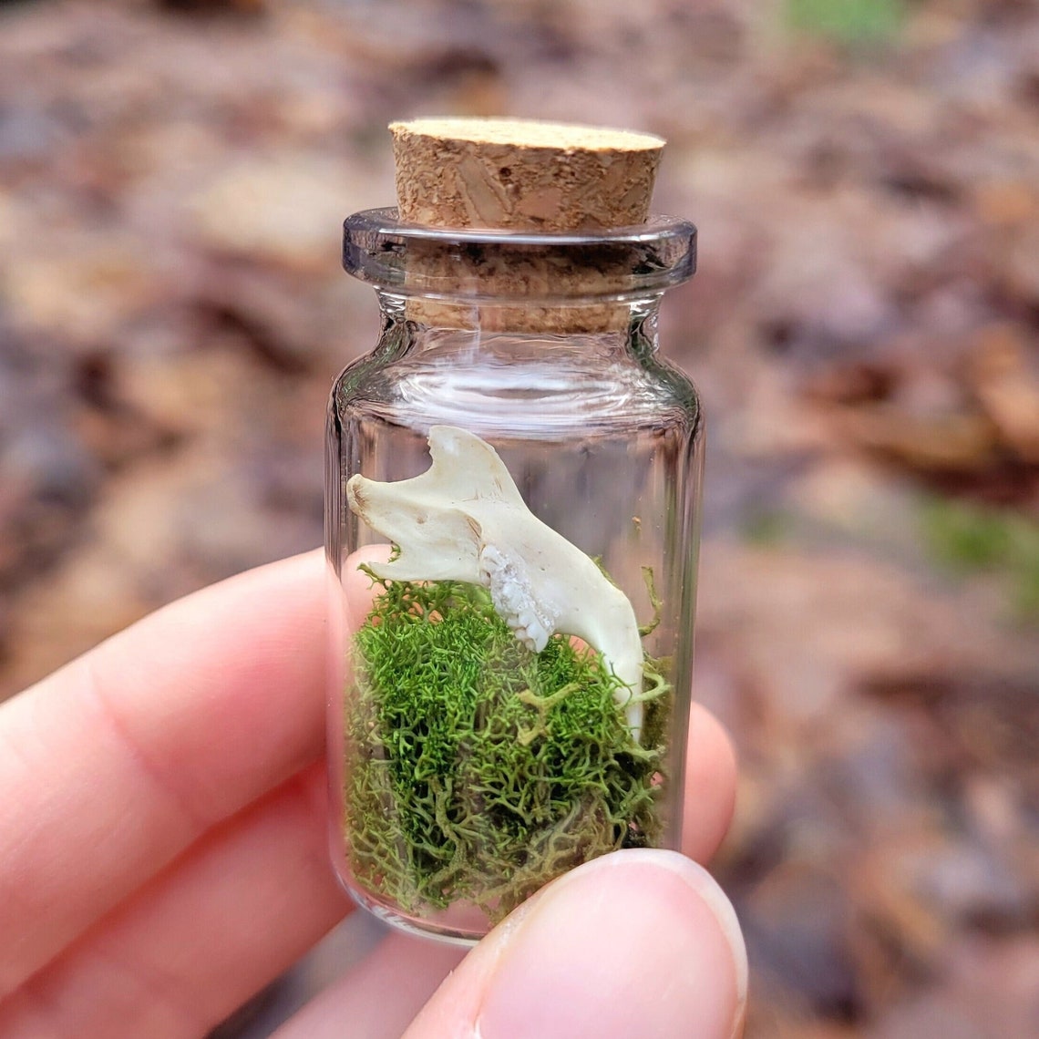 Bone Jar Curiosity Jar Sustainable Bone Jar Ethically Sourced Bone Jar ...