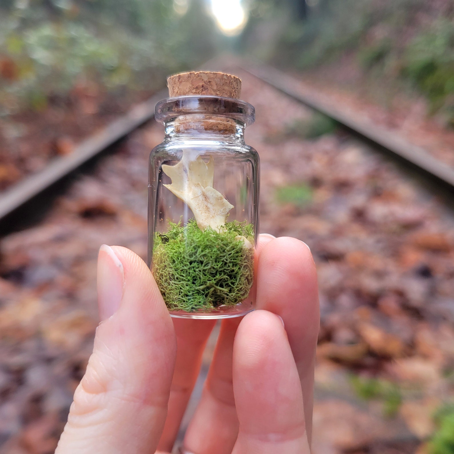 Bone Jar Curiosity Jar Sustainable Bone Jar Ethically Sourced Bone Jar ...