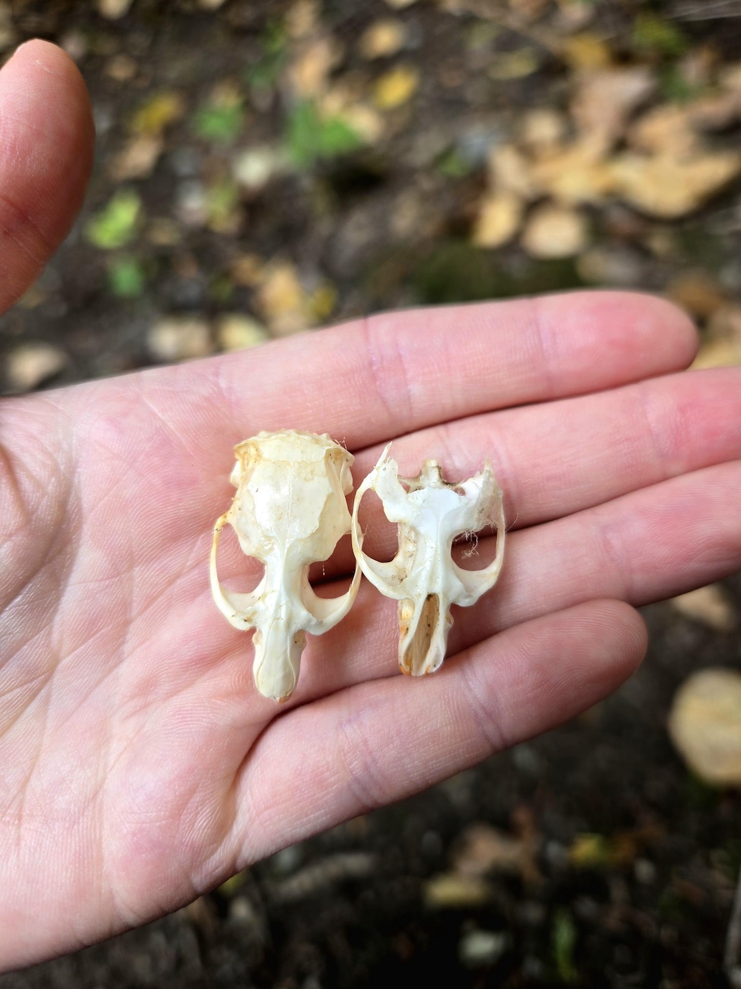 Ethically Sourced Rodent Skulls From Barn or Barred Owl Pellets - Etsy