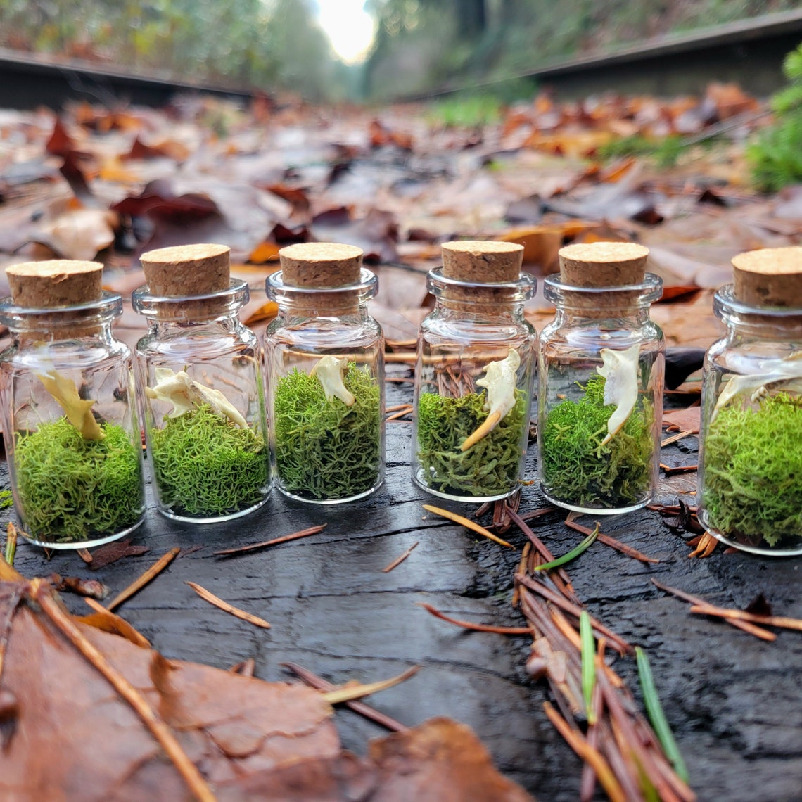 Bone Jar Curiosity Jar Sustainable Bone Jar Ethically Sourced Bone Jar ...