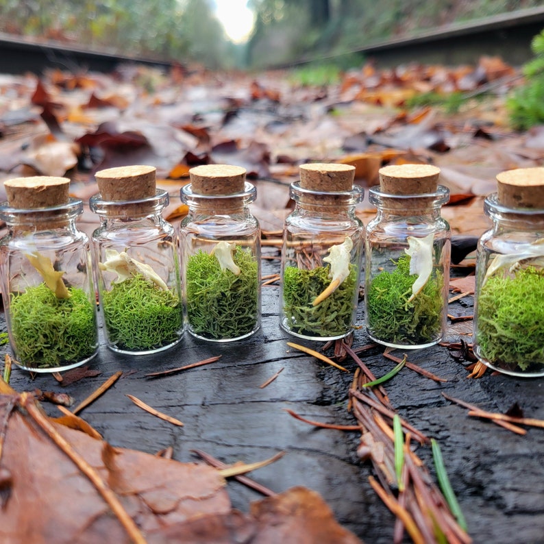 Bone Jar | Curiosity Jar | Sustainable Bone Jar | Ethically Sourced ...