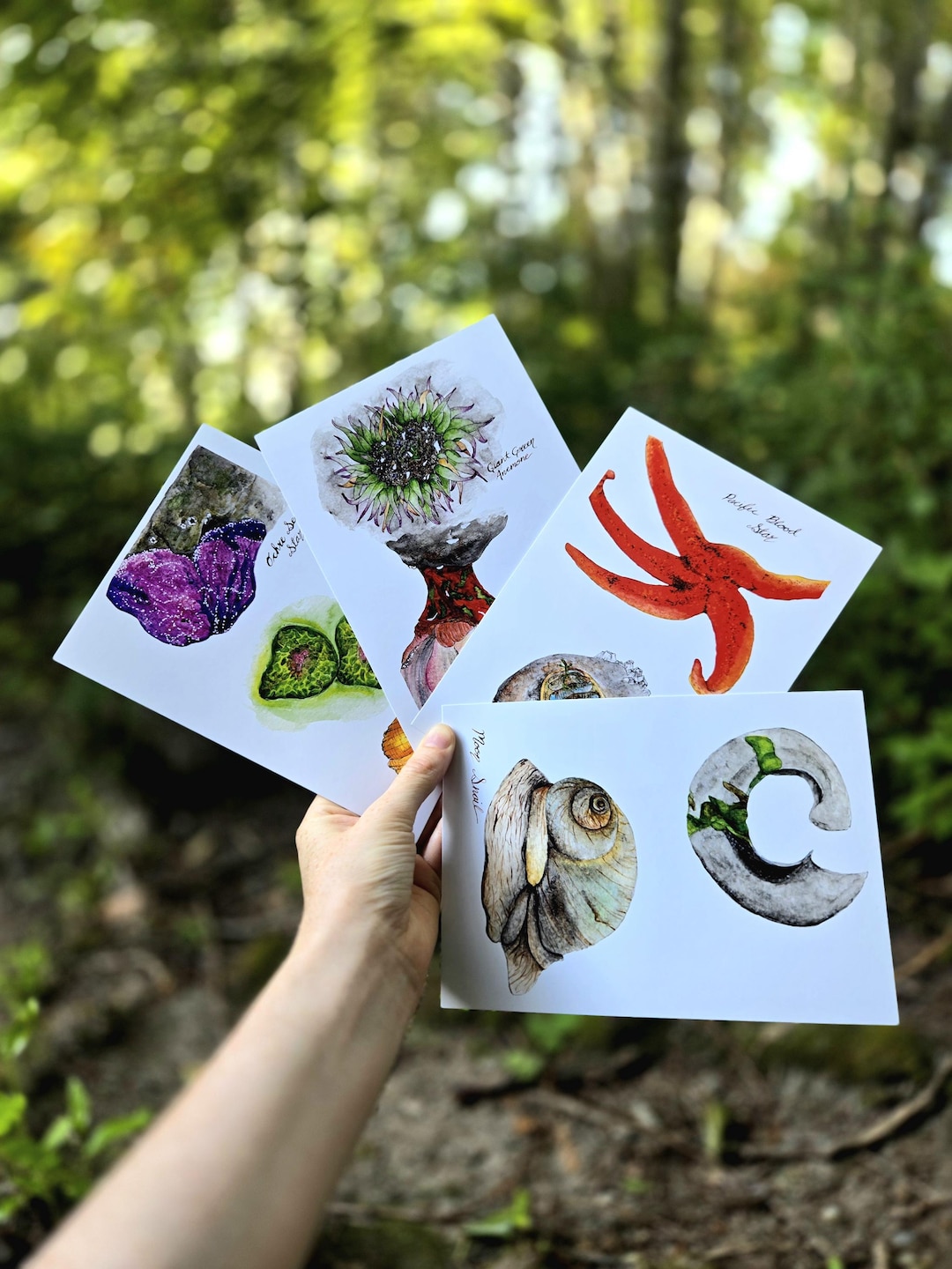 PNW Tidepool Creatures- 5x7 Watercolor Wall Art - Etsy