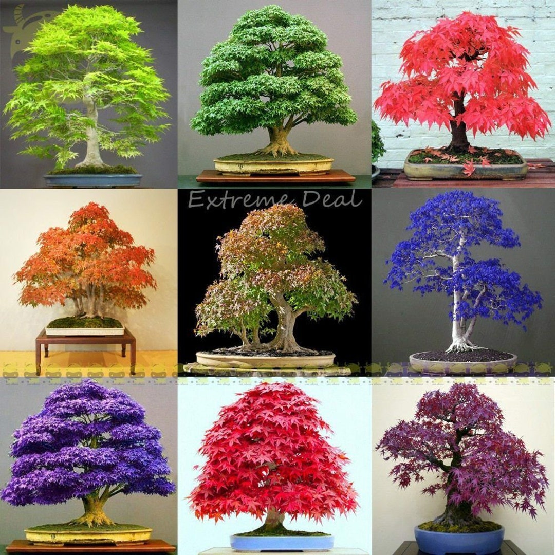 Érable japonais Acer Palmatum BONSAÏ GARDEN Arbre Vert/Rouge GRAINES ...