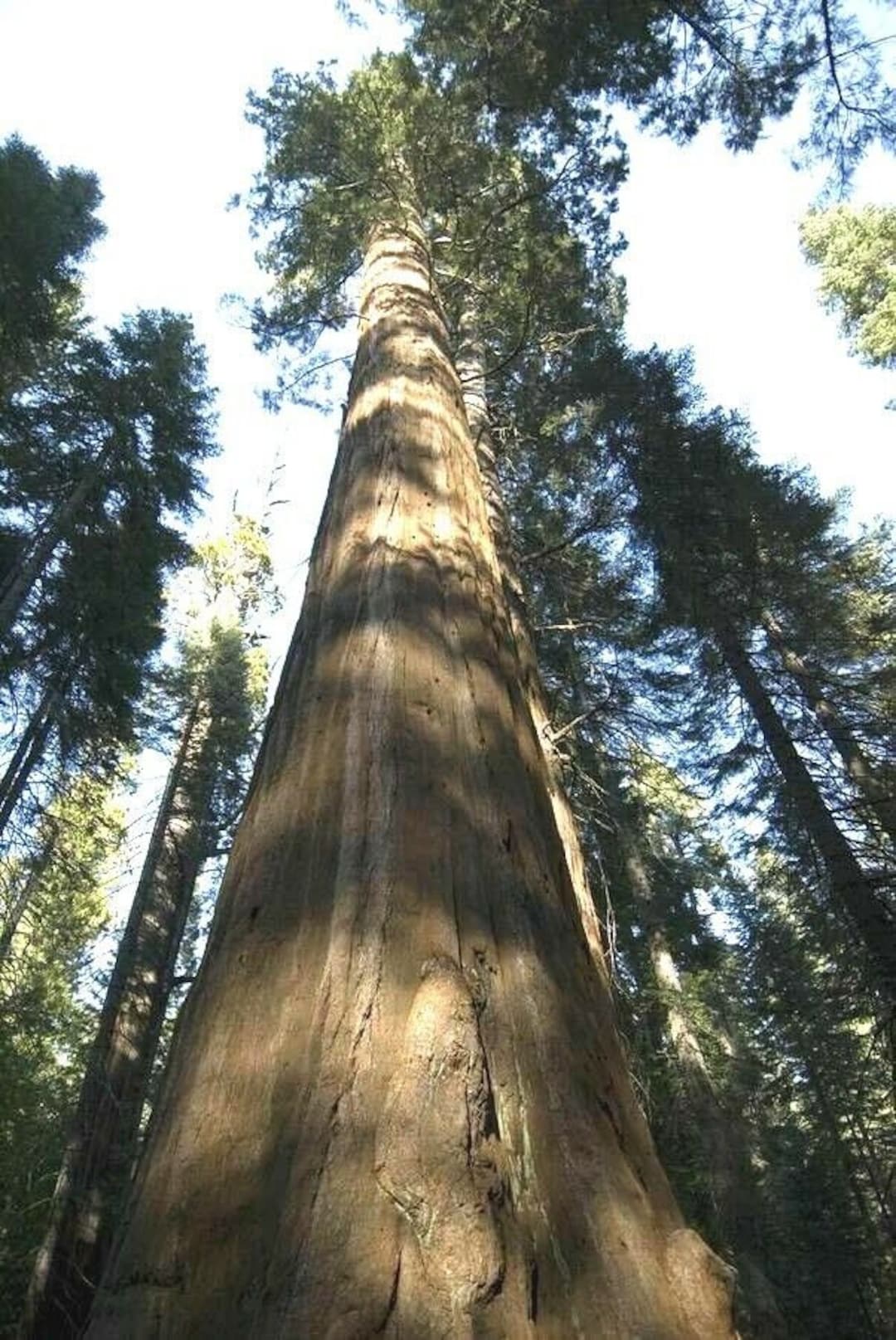 10 GIANT REDWOOD Giganteum Tree Fresh Seeds Giant - Etsy Australia