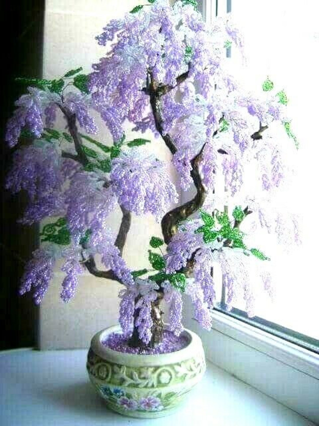 Árbol de Jacaranda mimosifolia Árbol de Jacaranda 20 semillas Bonsai ...