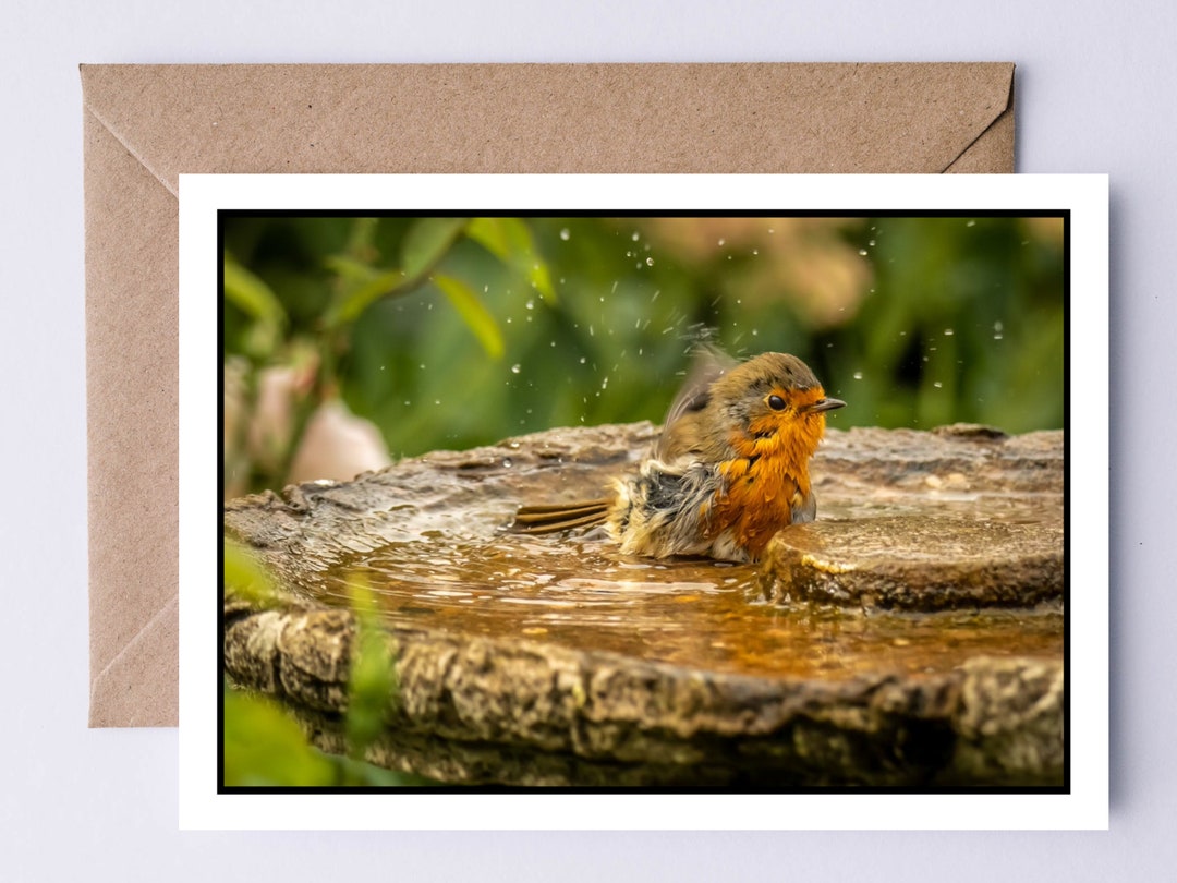 Robin Note Card | Birthday Card | Garden Birds Greeting Card | Blank ...