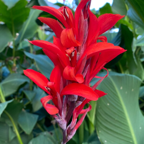 Canna Lily - Etsy