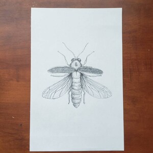 Made-to-order Firefly Pencil Drawing - Etsy