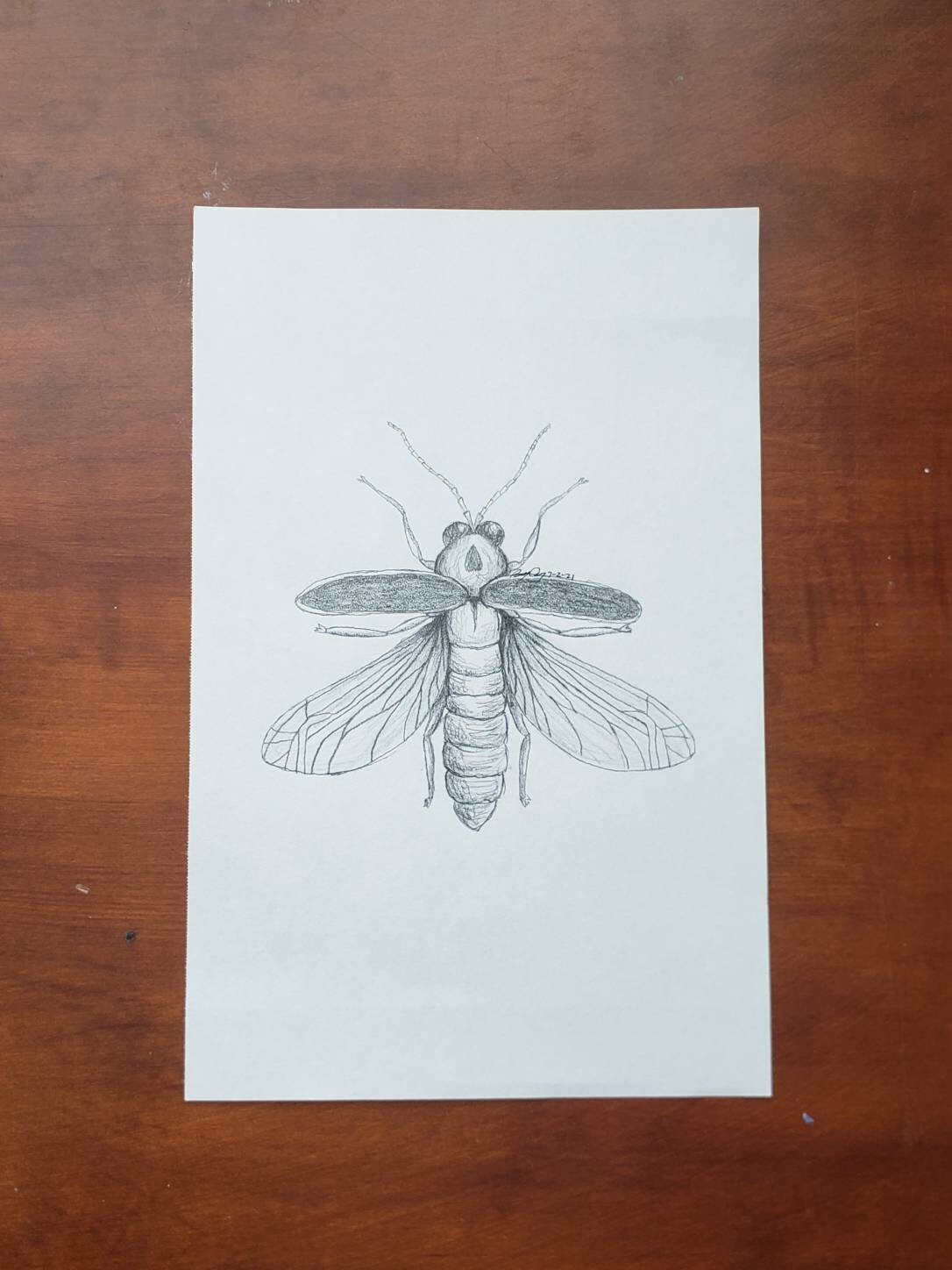 Made-to-order Firefly Pencil Drawing - Etsy