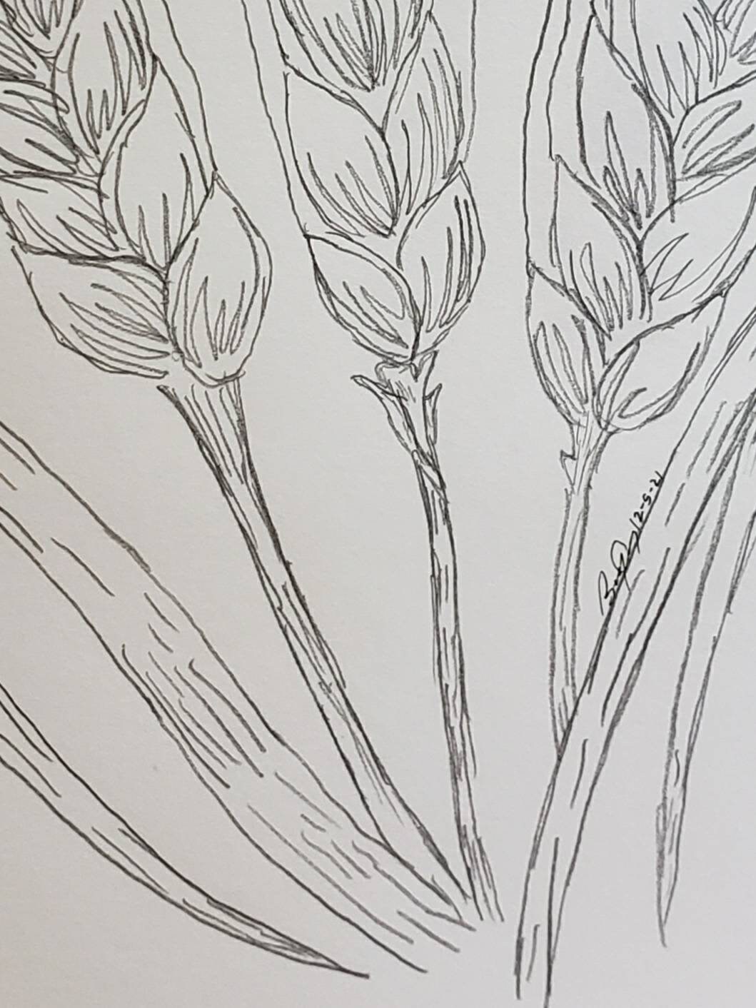 Simple Wheat Drawing
