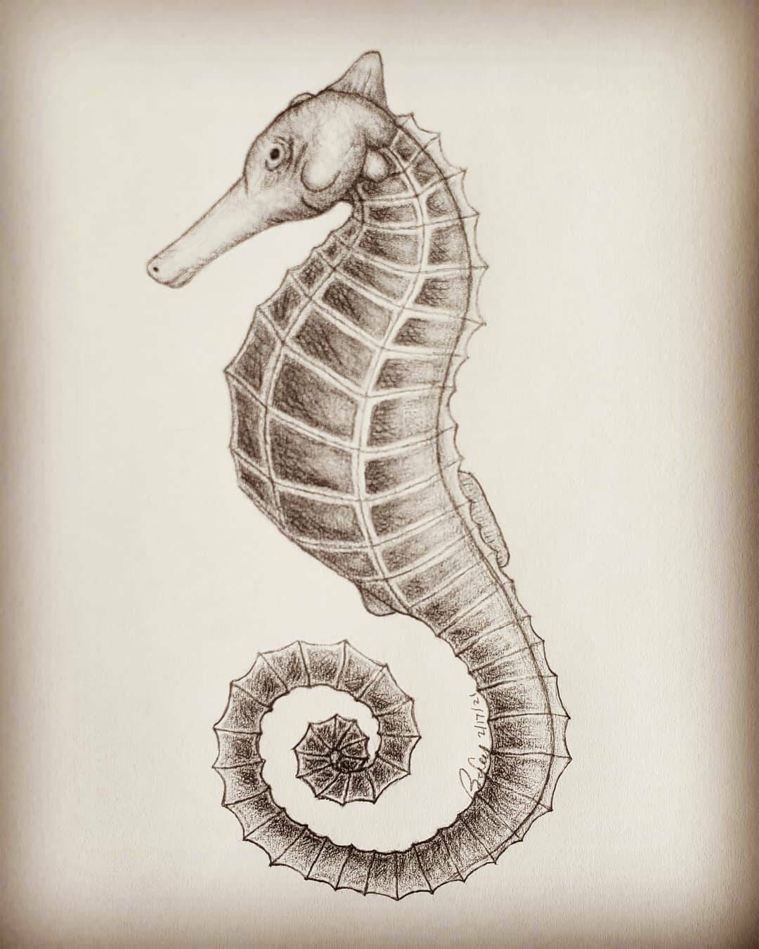 Made-to-order Seahorse Pencil Drawing Sketch - Etsy