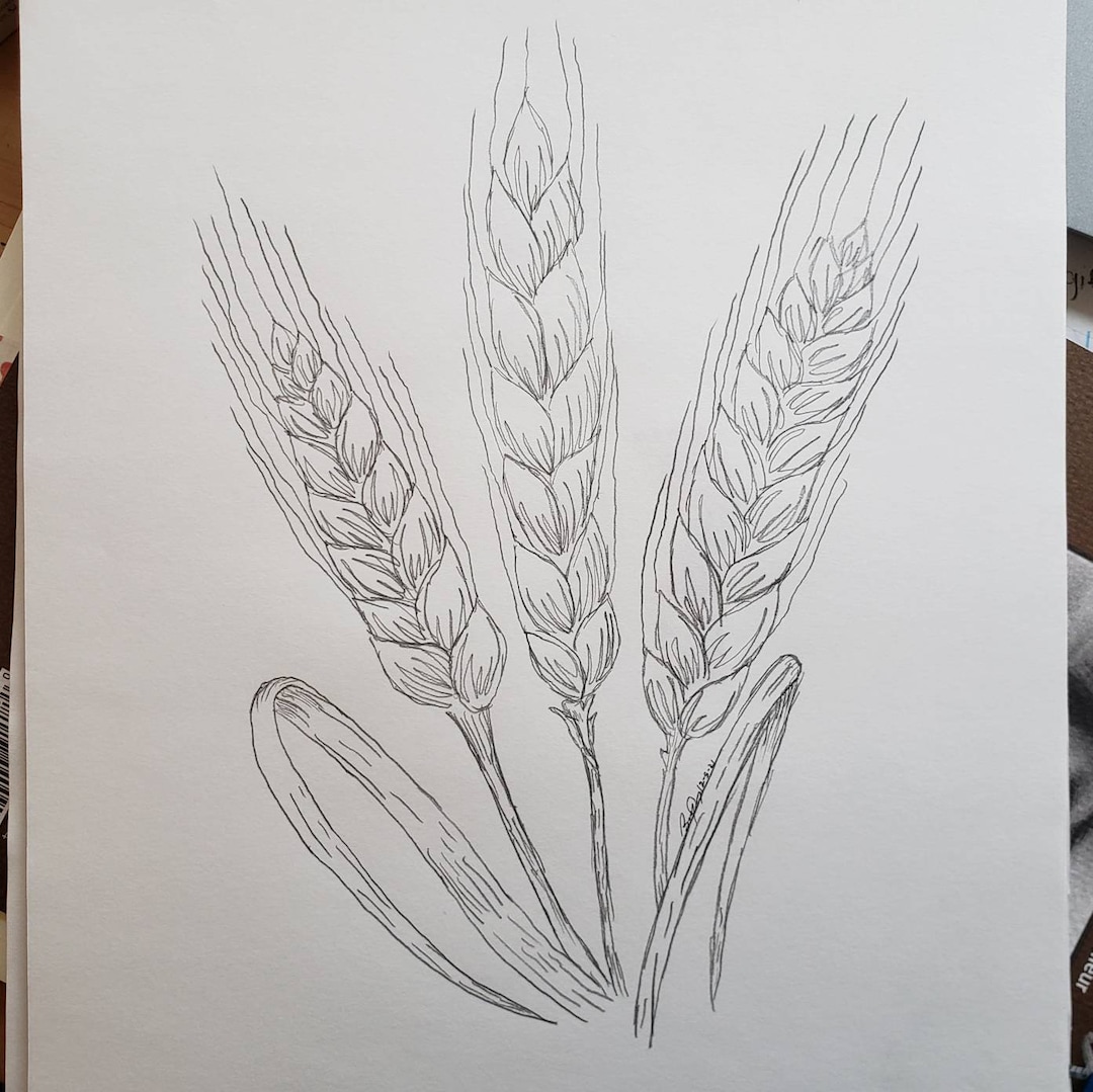 Wheat Drawing