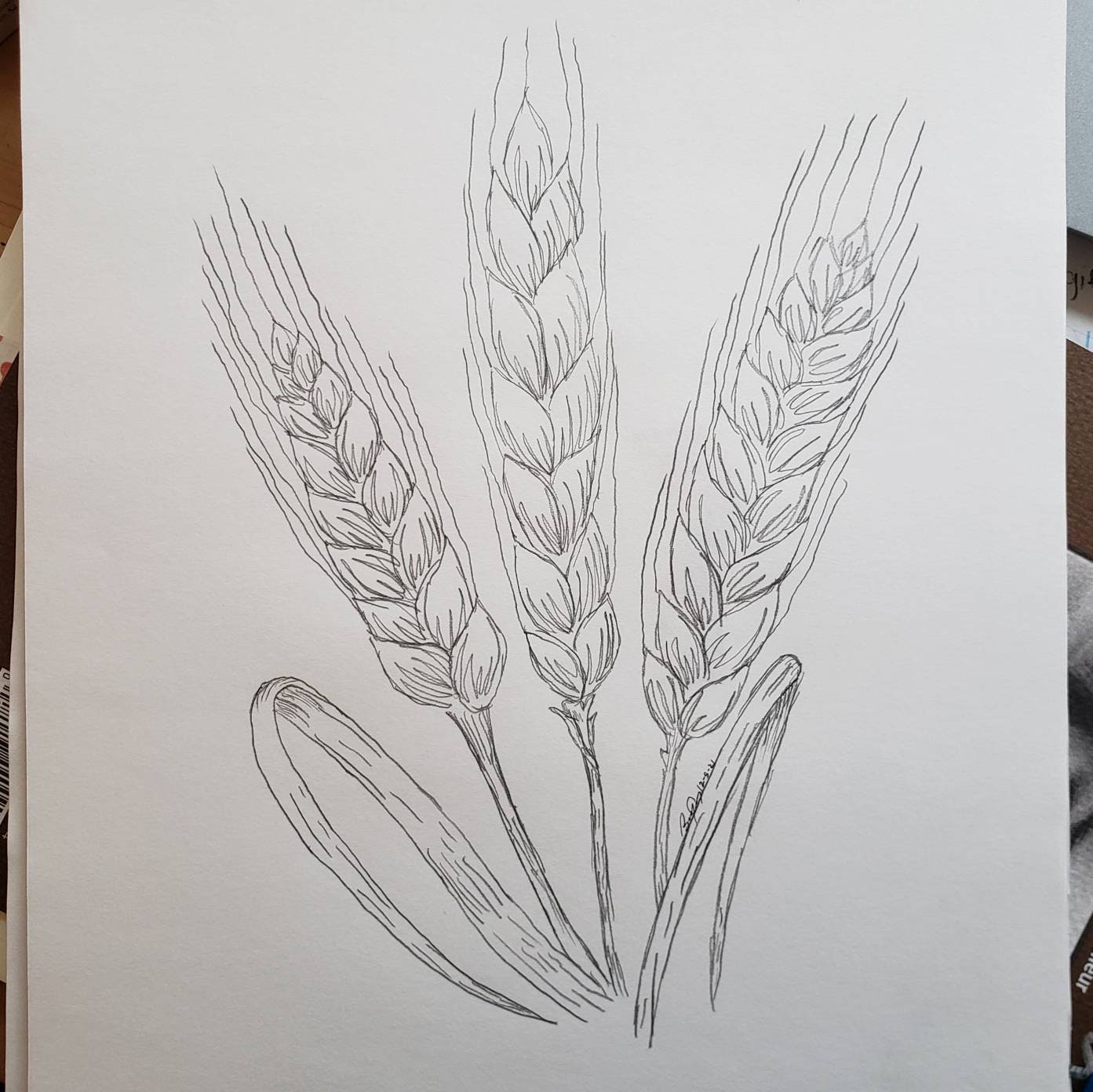Simple Wheat Drawing