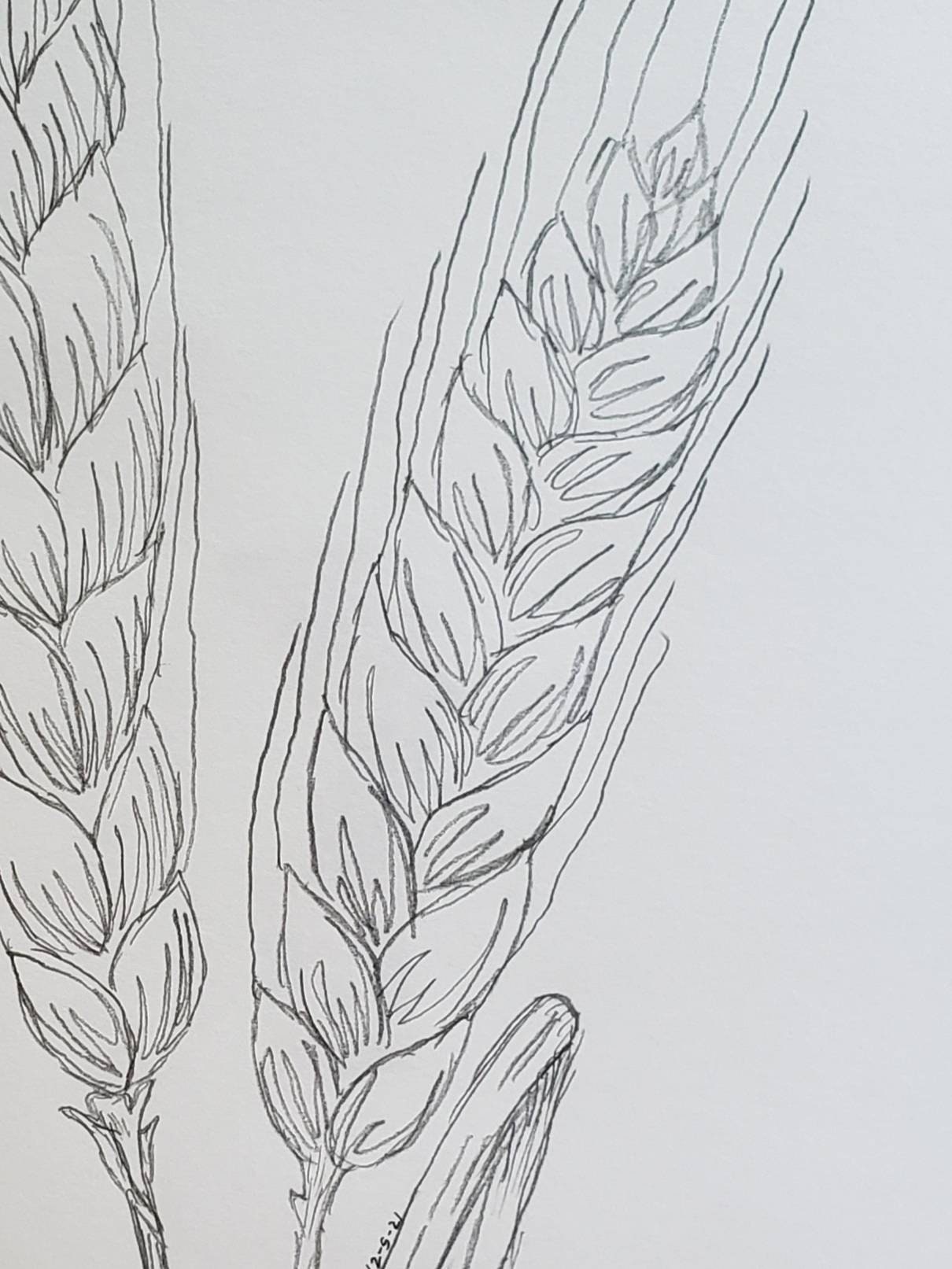 Simple Wheat Drawing