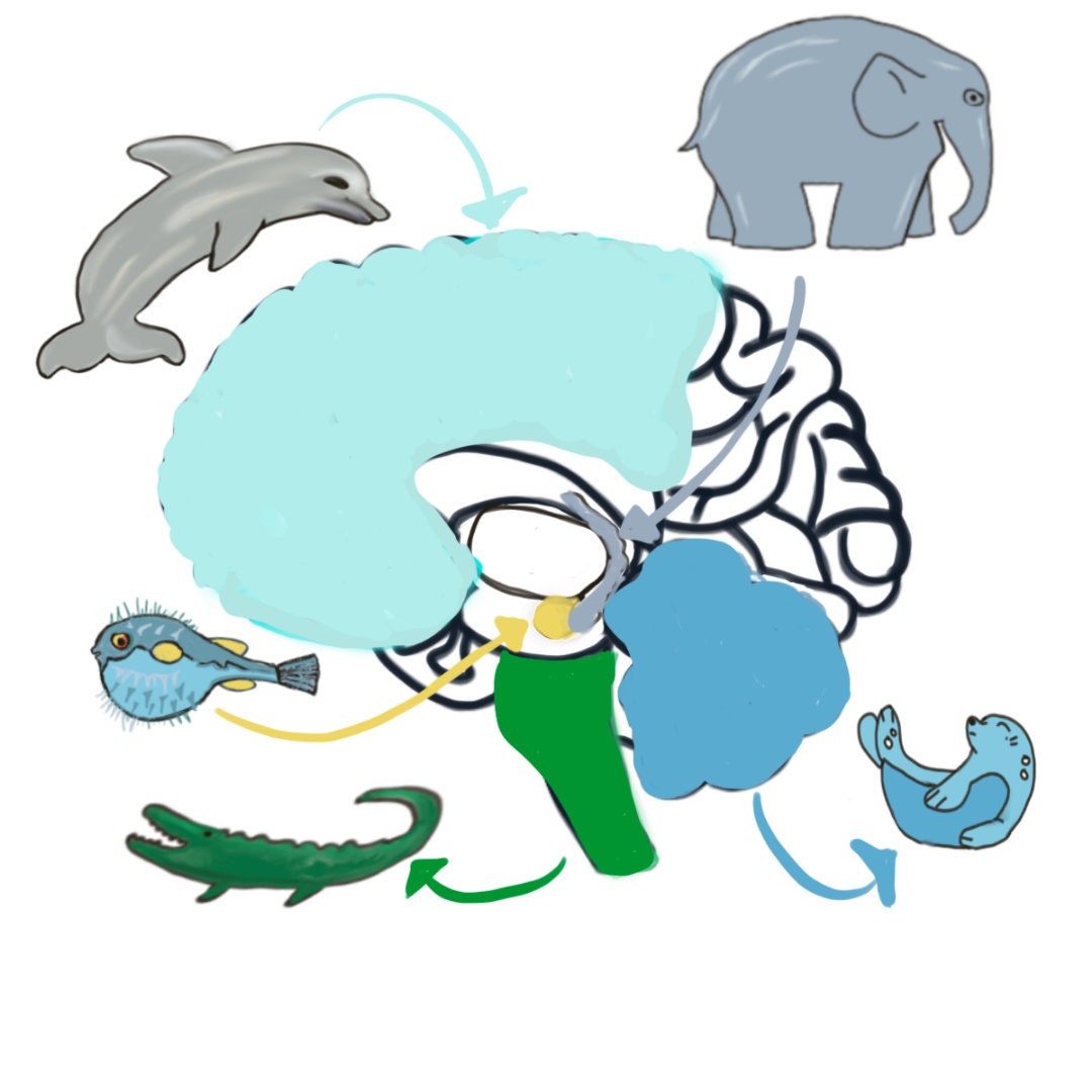 Understanding the Brain Using Animal Images Worksheet Guide ...