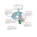 Understanding the Brain Using Animal Images Worksheet Guide ...