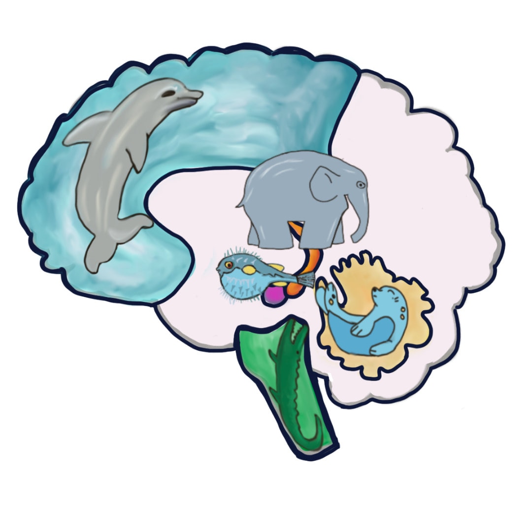 Understanding the Brain Using Animal Images Worksheet Guide ...