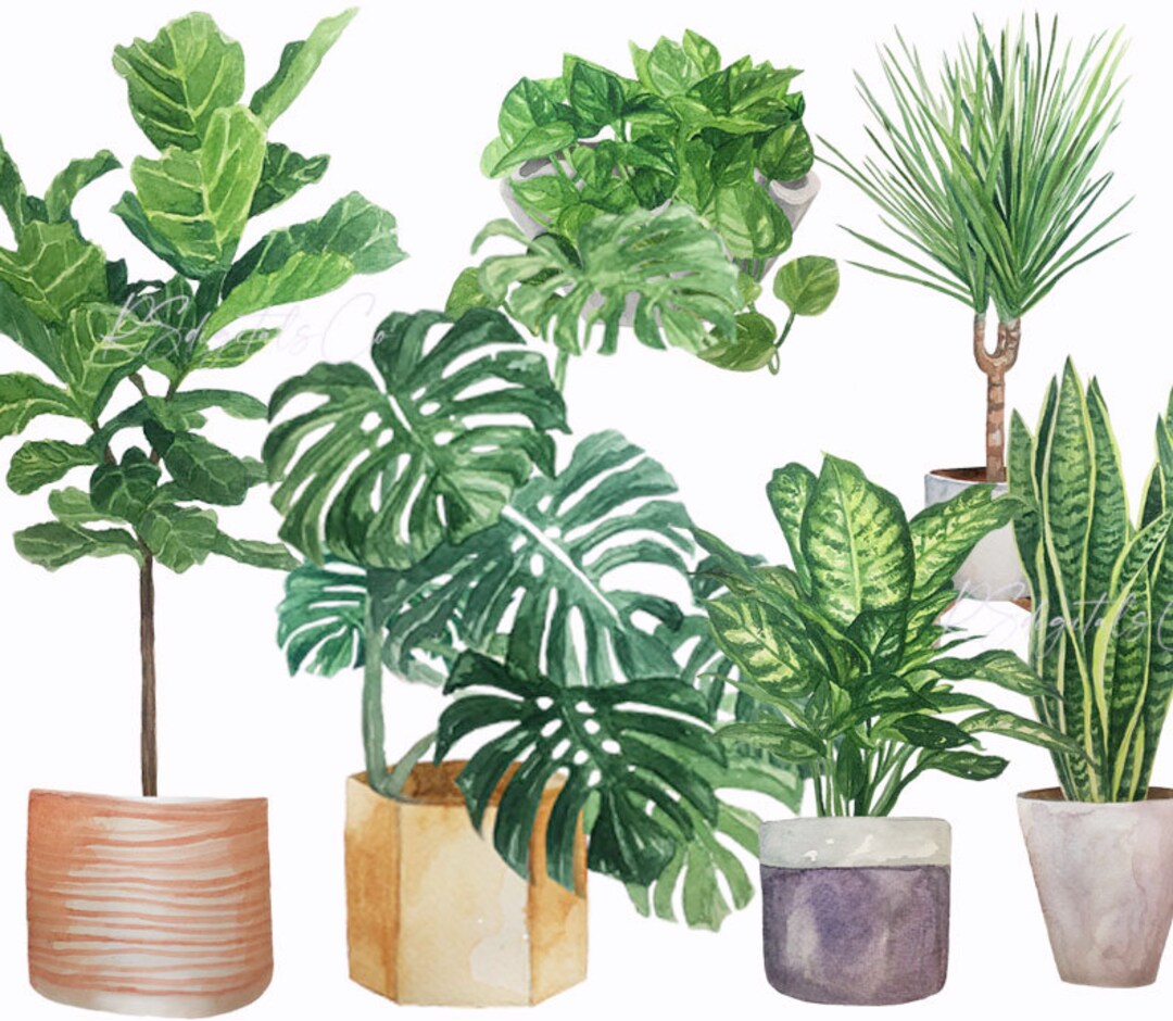 Watercolor House Plant Clip Art Elements / Watercolor Art / Indoor ...