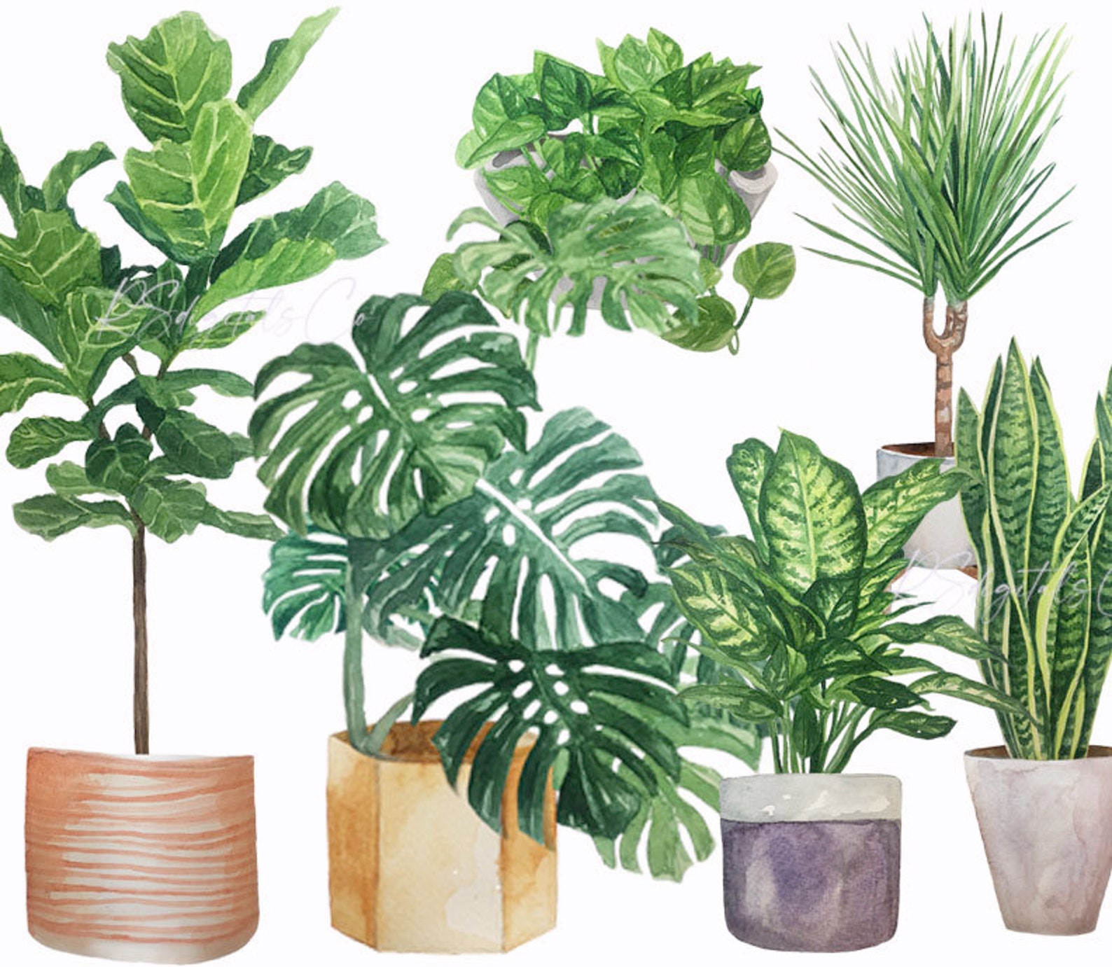 Watercolor House Plant Clip Art Elements / Watercolor Art / Indoor ...